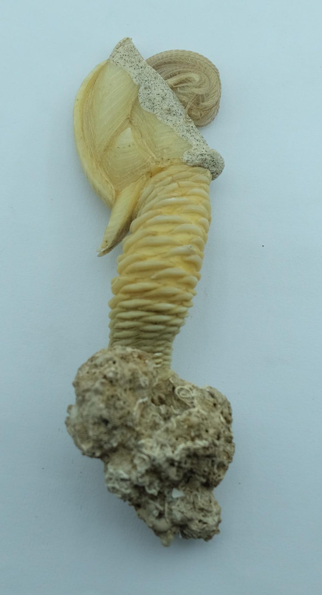 Deep-sea Barnacle Arcoscalpellum Sp. Oddities Taxidermy - Etsy