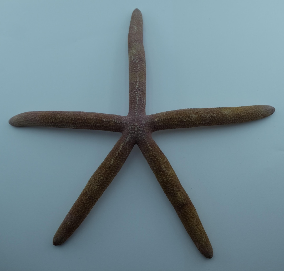 Echinoderms Sea Star Linckia Guildingi Taxidermy Oddities - Etsy