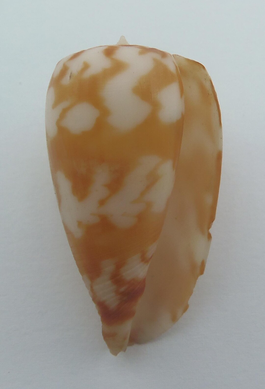 Seashells Cone Shell Conus Dolium F. Petergabrieli - Etsy