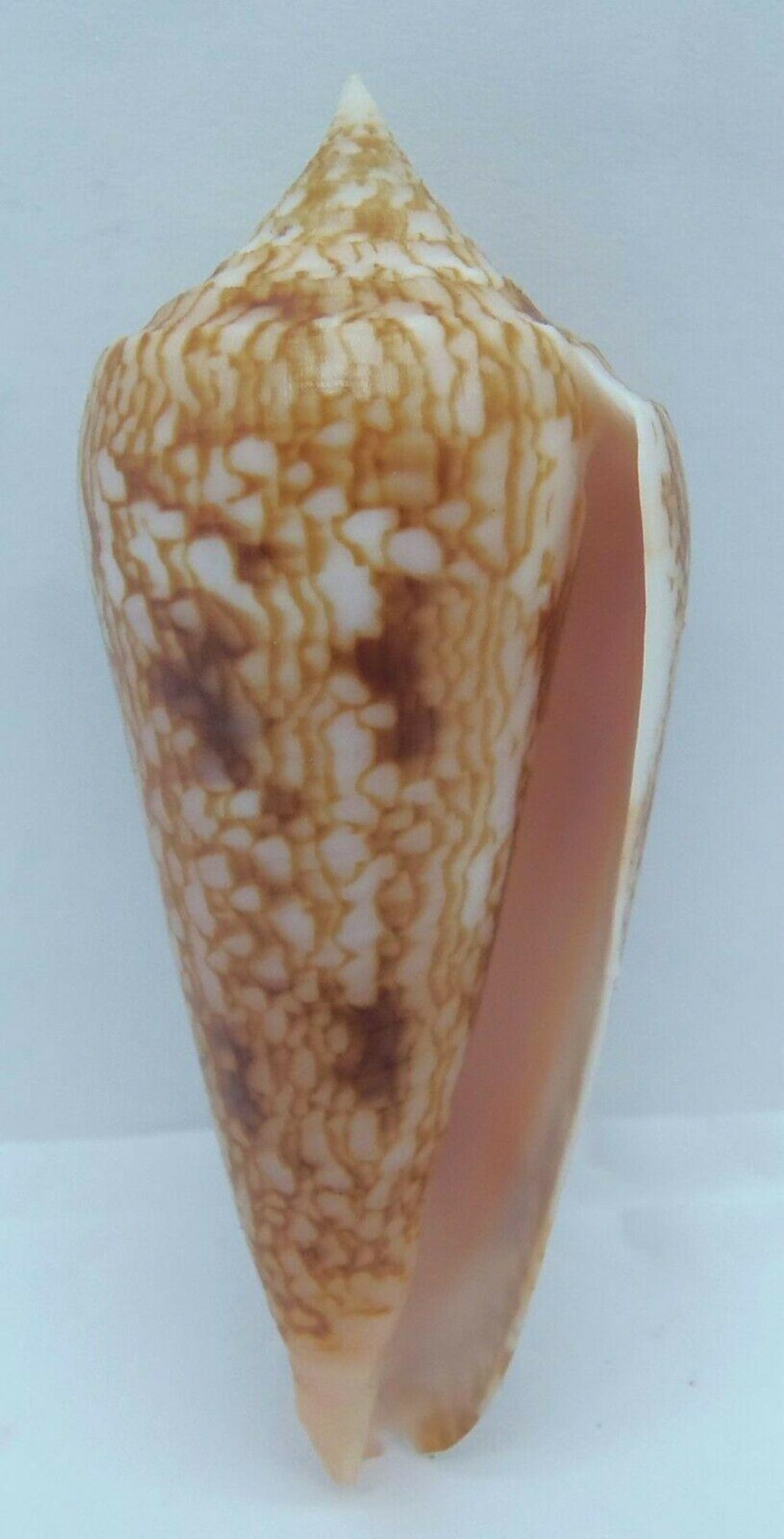 Seashells Neptune Cone Conus Neptunus - Etsy