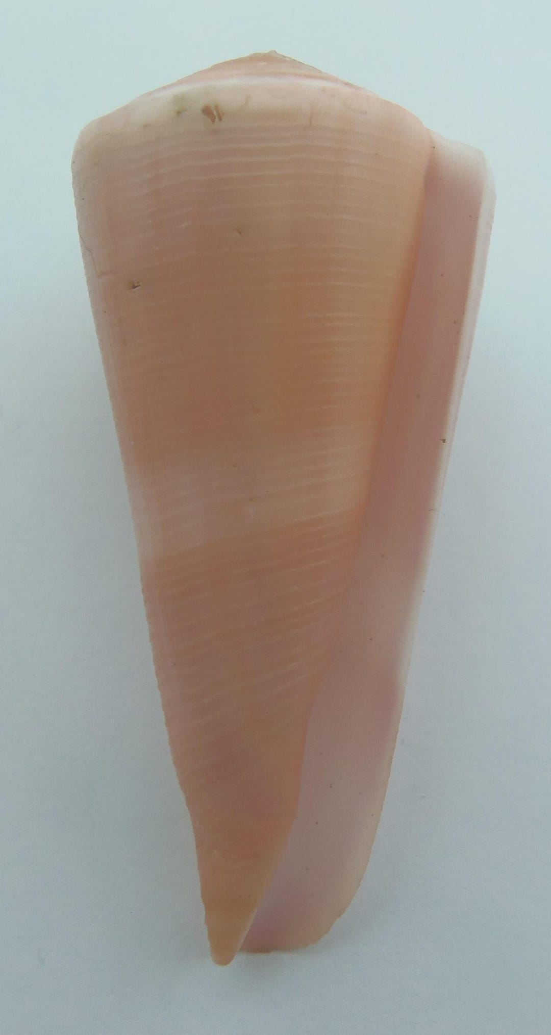 Seashells Cone Shell Conus Kintoki - Etsy