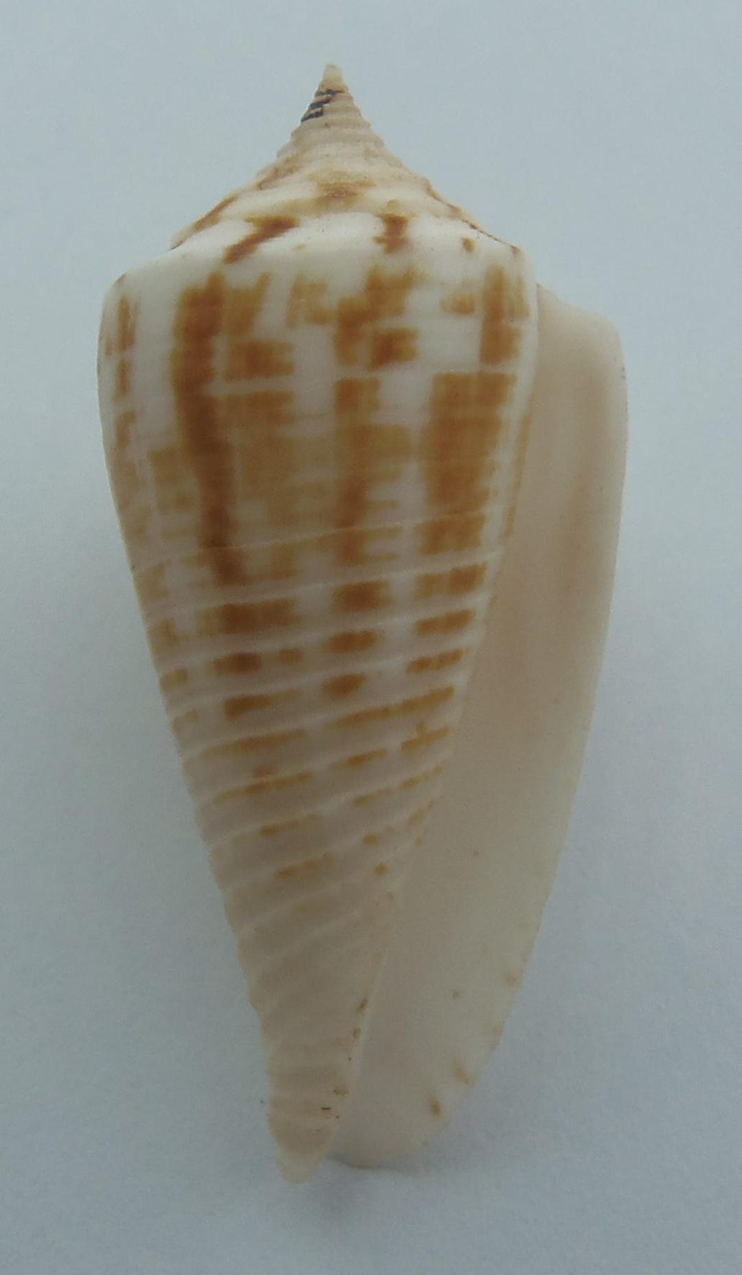 Seashells Deep-grooved Cone Conus Mucronatus - Etsy