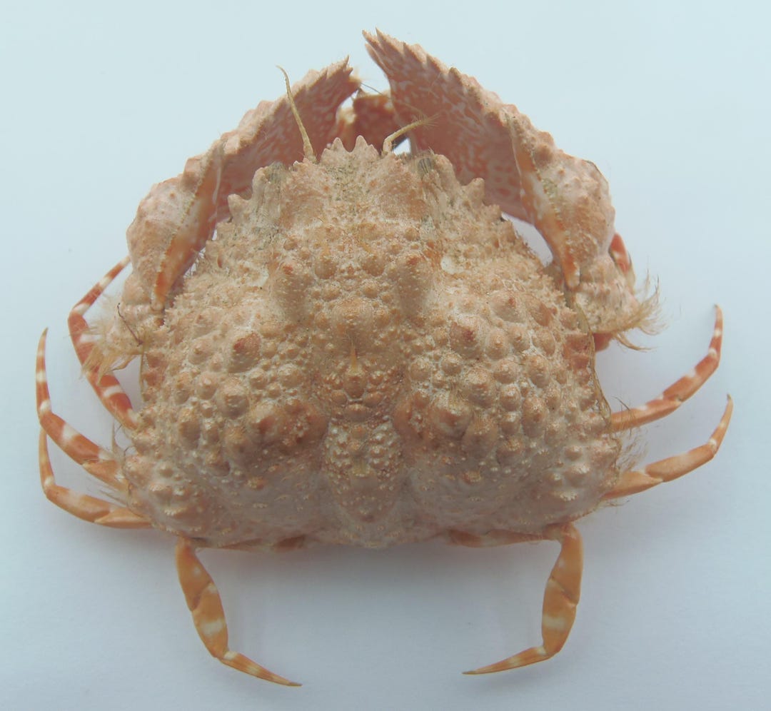 Two Horn Box Crab Calappa Bicornis Crab Taxidermy Oddities - Etsy