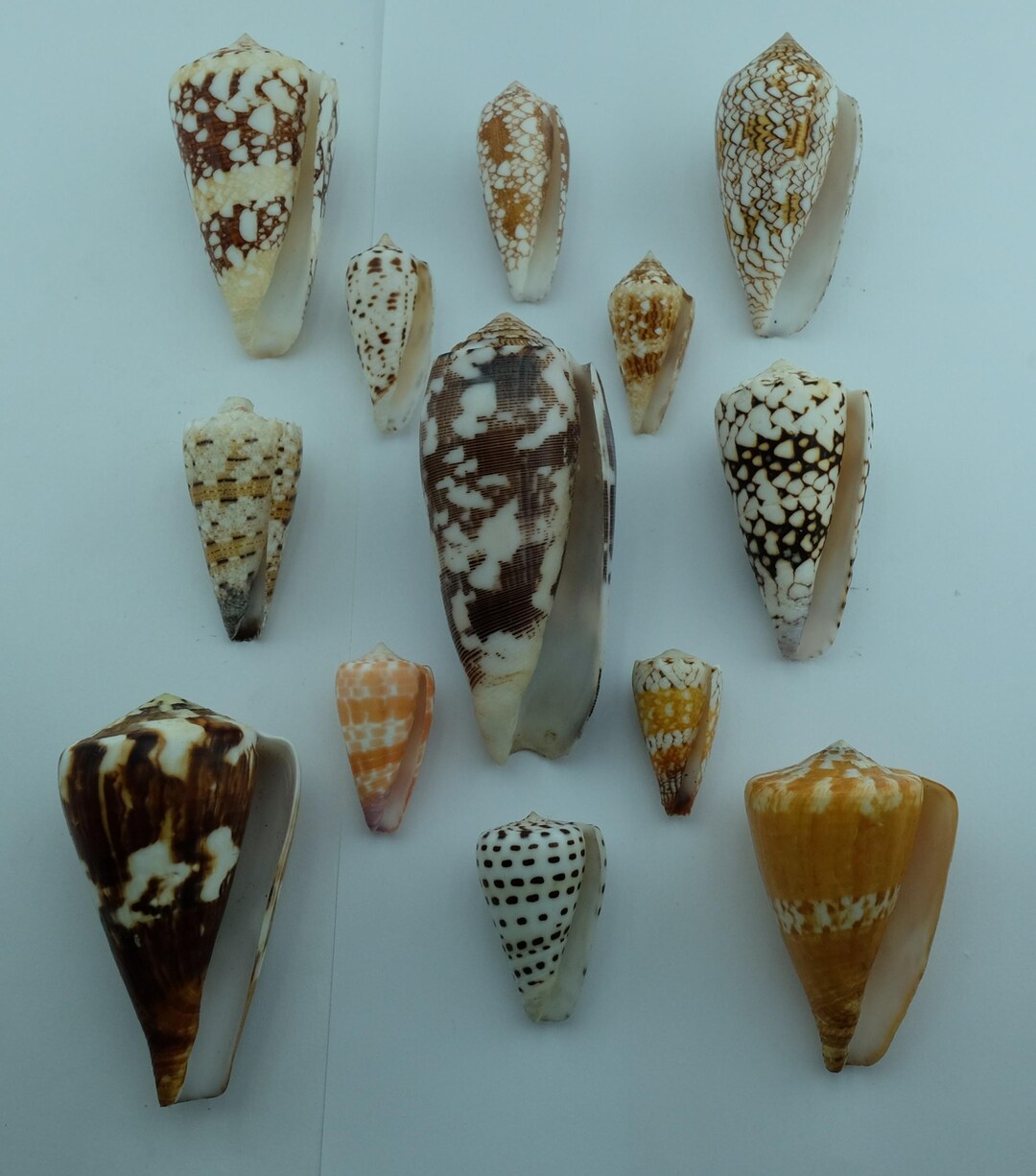 Philippine Cone Shells Assorted Cone Shells Oddities Taxidermy - Etsy