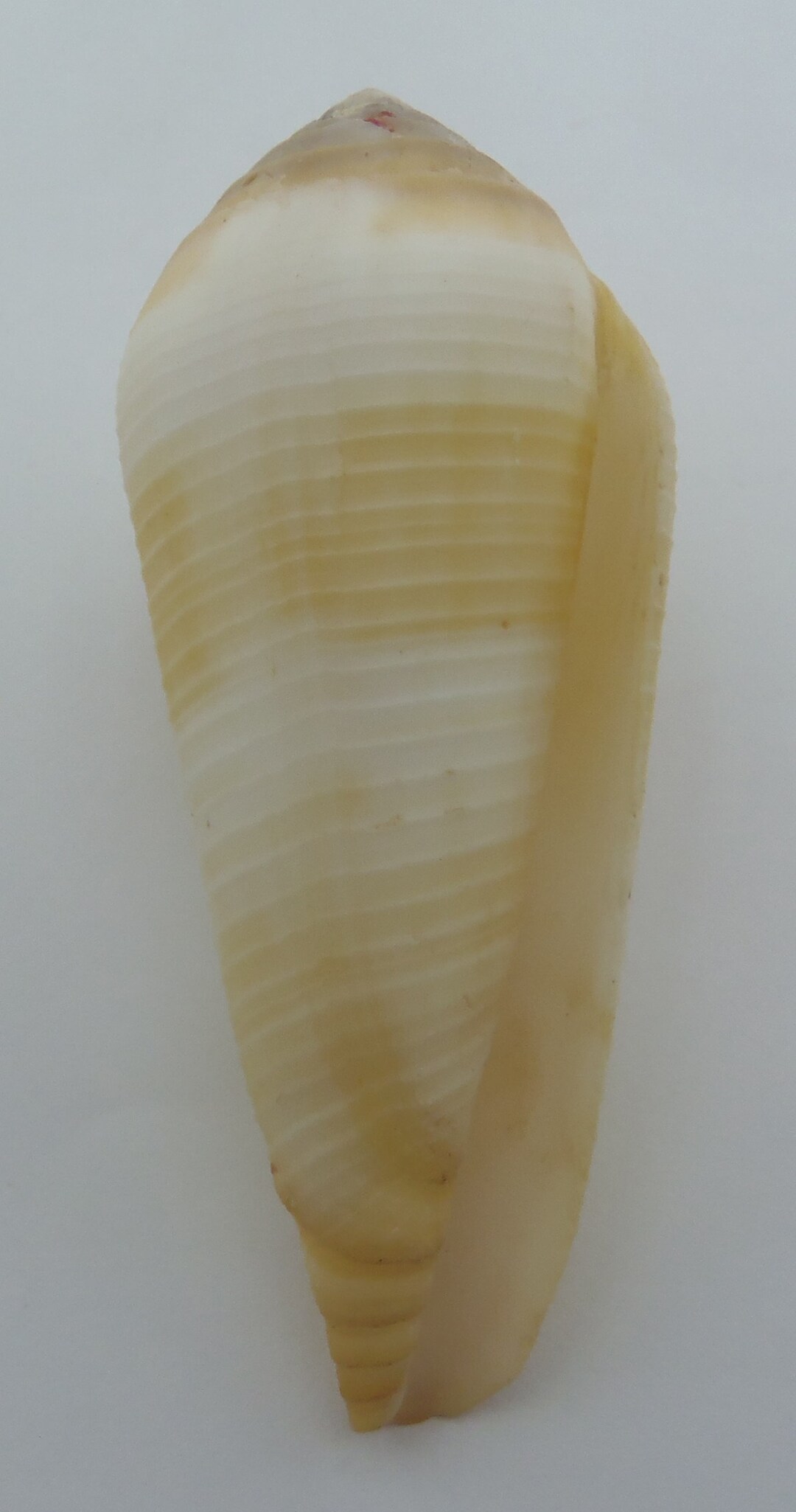 Seashells Cone Snails Conus Terebra - Etsy