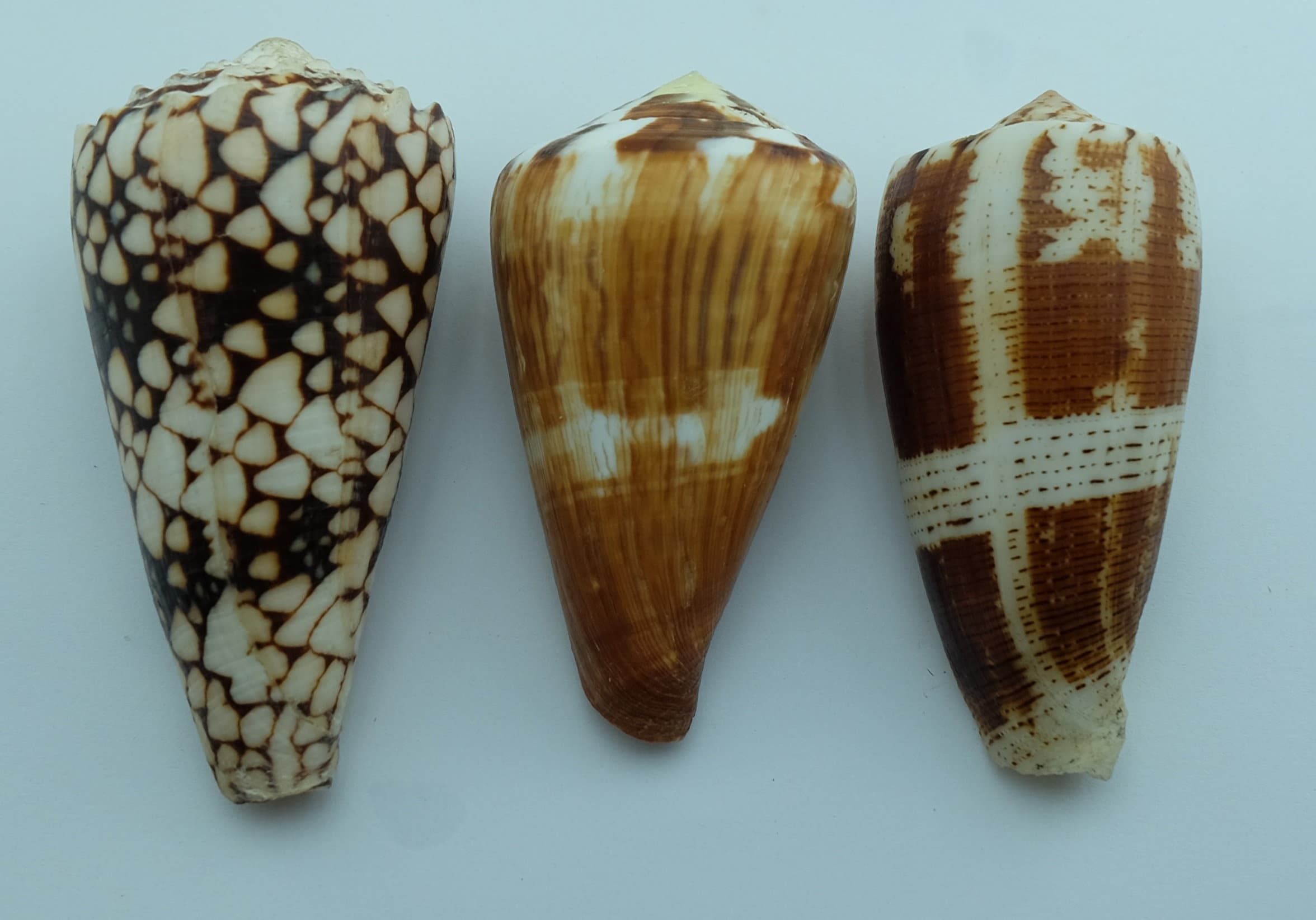 Philippine Cone Shells Assorted Cone Shells Oddities Taxidermy - Etsy