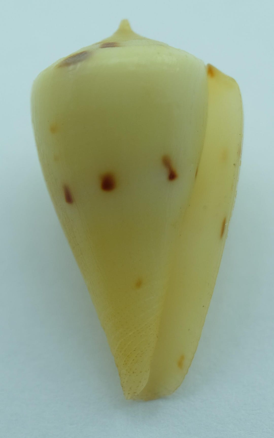 Seashells Flag Cone Conus Vexillum F. Sulphuratus - Etsy
