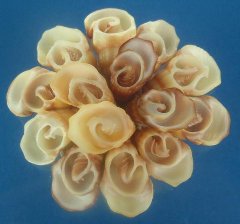 Craftshells Marineros San Valentín Zorrito Mitra Vexillum vulpecula ...