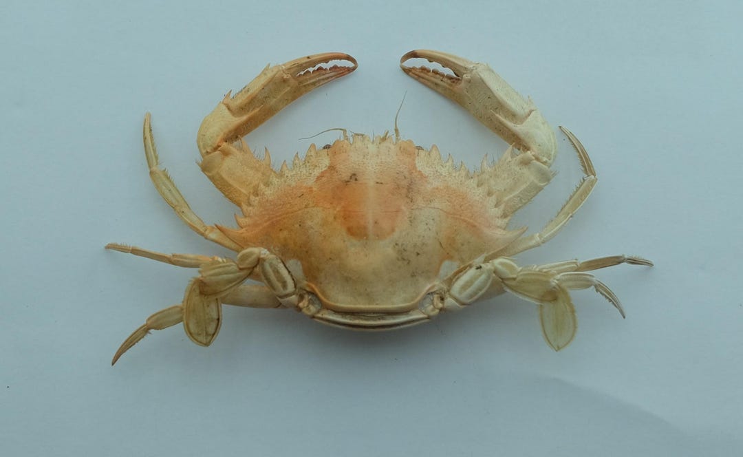 Preserved Crab Specimen Three-spot Swimming Crab Portunus Pubescens ...
