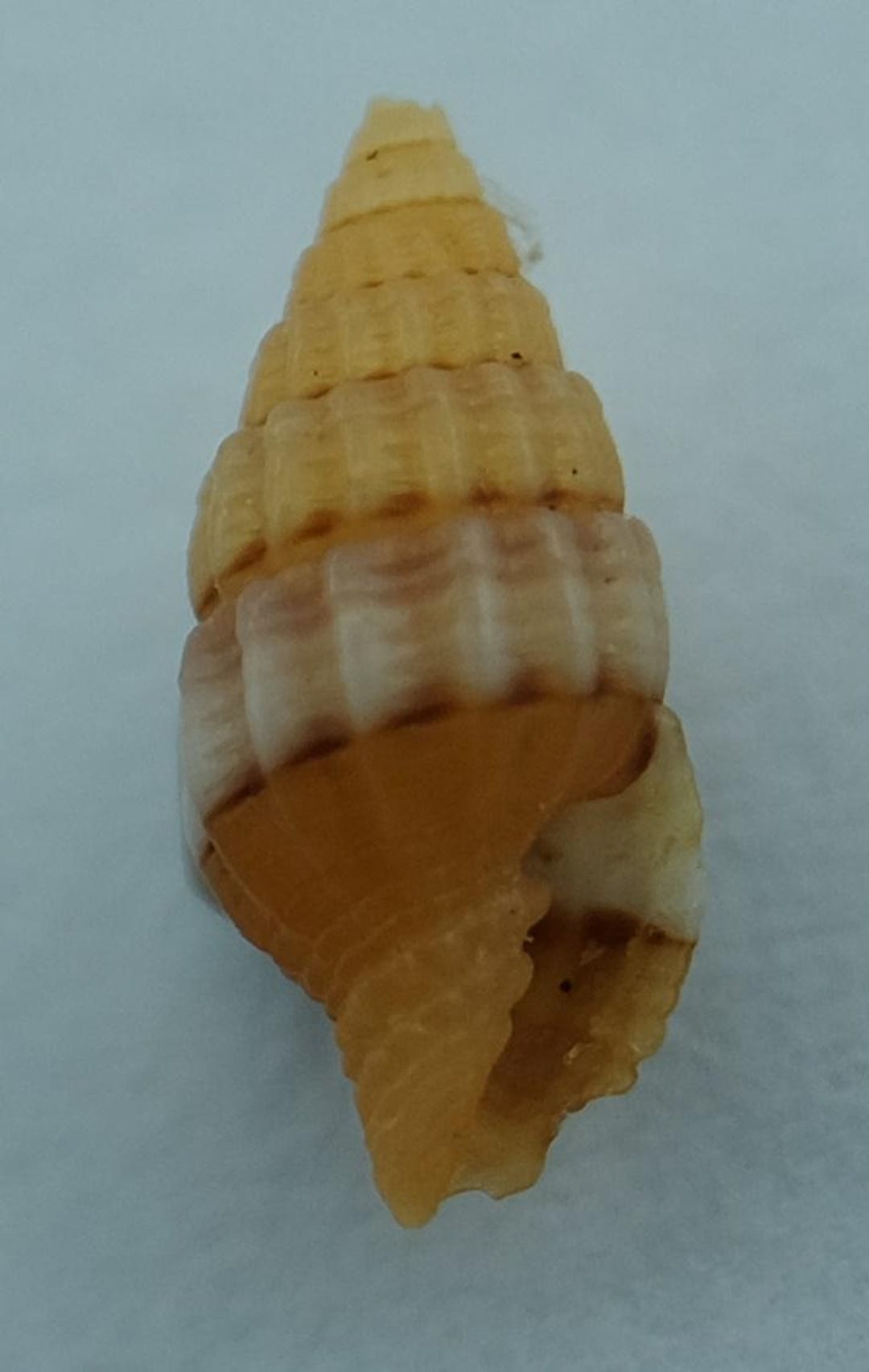 Seashells Ribbed Miters Vexillum Lenhilli - Etsy
