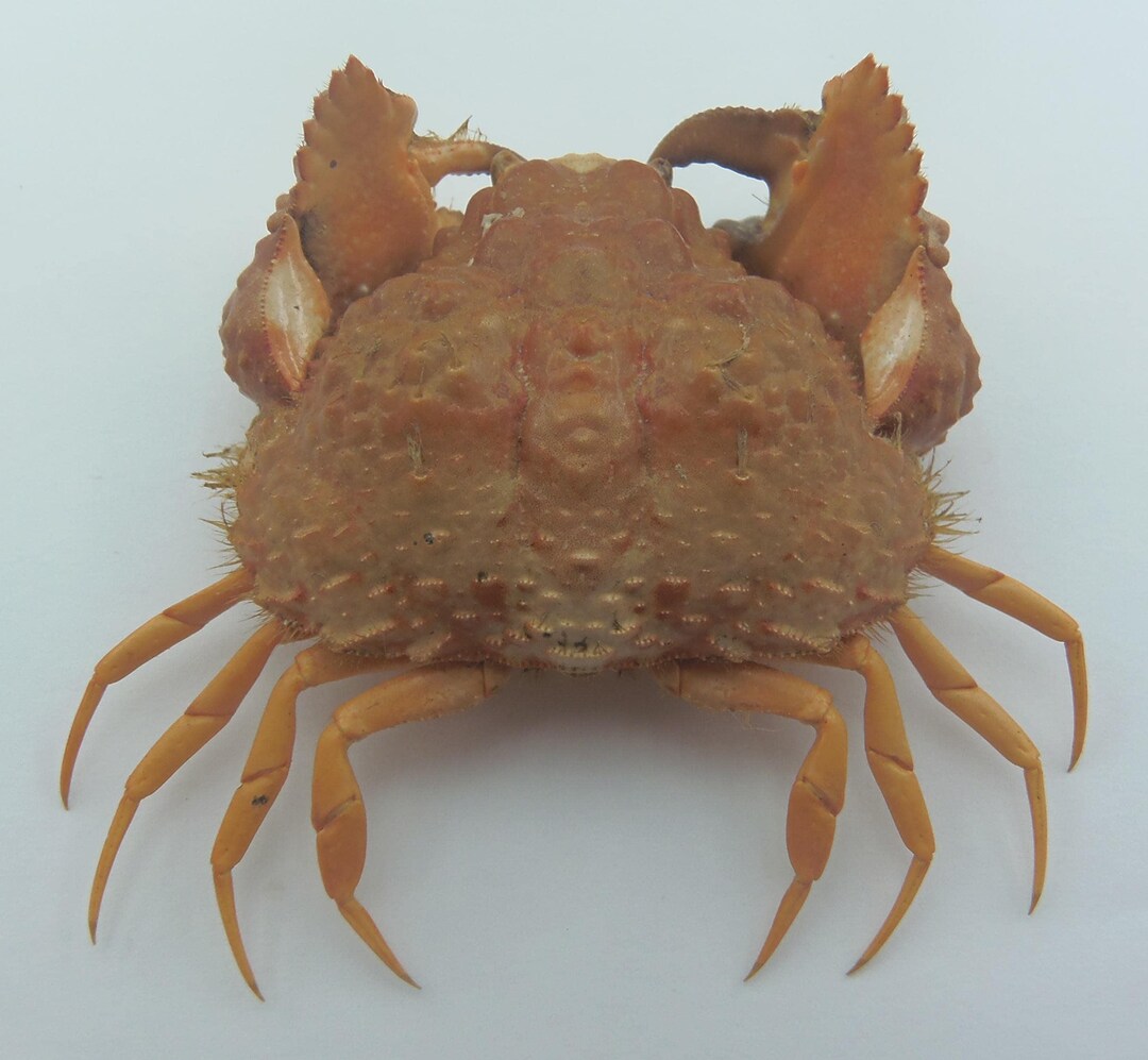 Preserved Crab Specimen Lumpy Box Crab Calappa Gallus Marine Taxidermy ...
