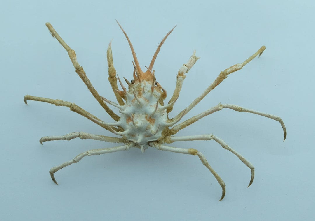 Preserved Crab Specimen Spider Crab Naxioides Teatui Marine Taxidermy ...