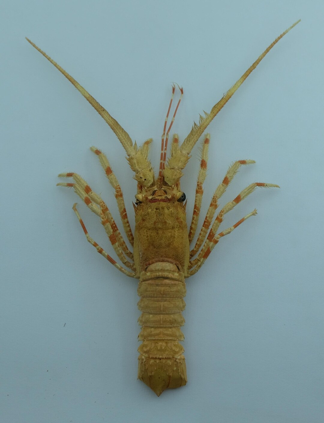 Spiny Lobster Palinustus Waguensis Crab Taxidermy Oddities - Etsy