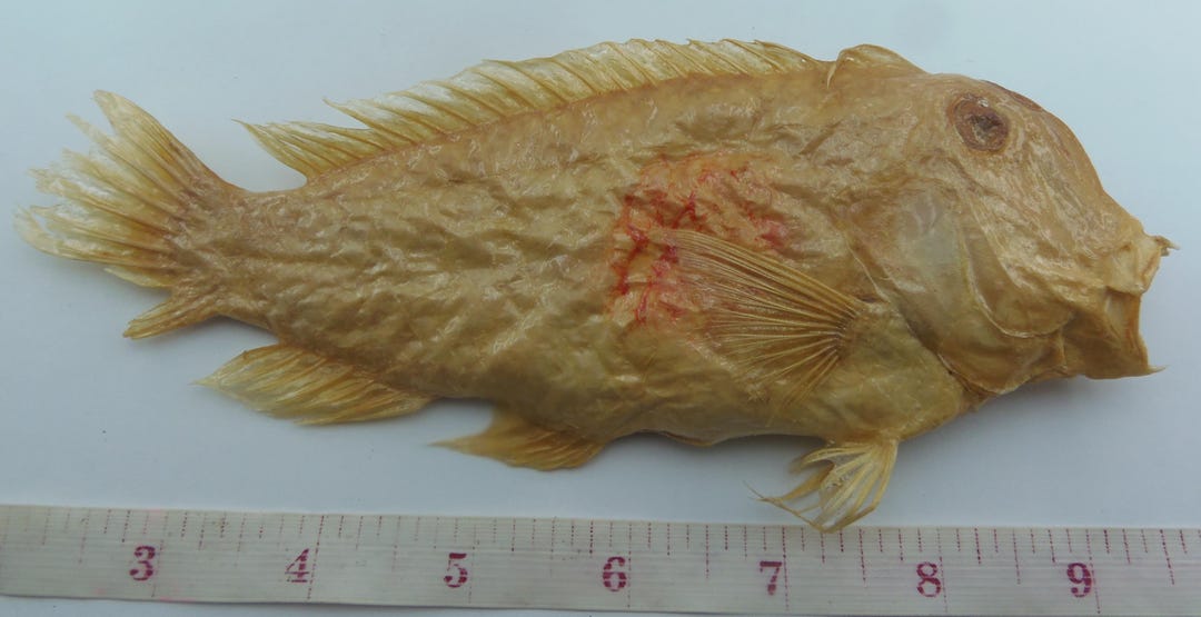 Redblotch Razorfish Iniistius Twistii Fish Taxidermy Oddities - Etsy