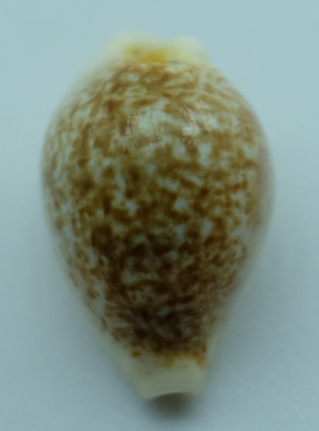 Seashells Seashell Eclogavena Dayritiana - Etsy