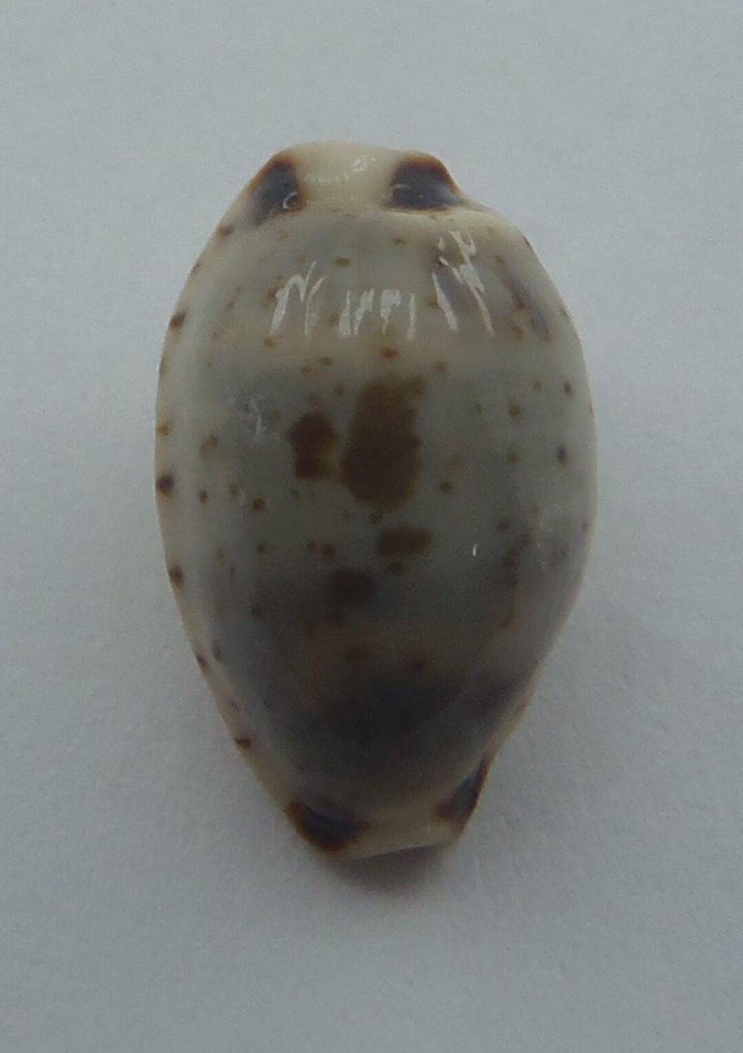 Seashells Little Bear Cowry Bistolida Ursellus - Etsy