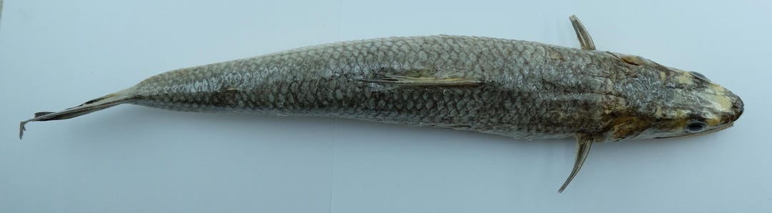 Greater Lizardfish Saurida Tumbil Fish Taxidermy Oddities - Etsy