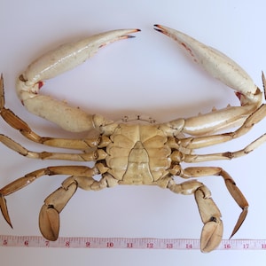 Crucifix Crab Charybdis Feriata Crab Taxidermy Oddities - Etsy