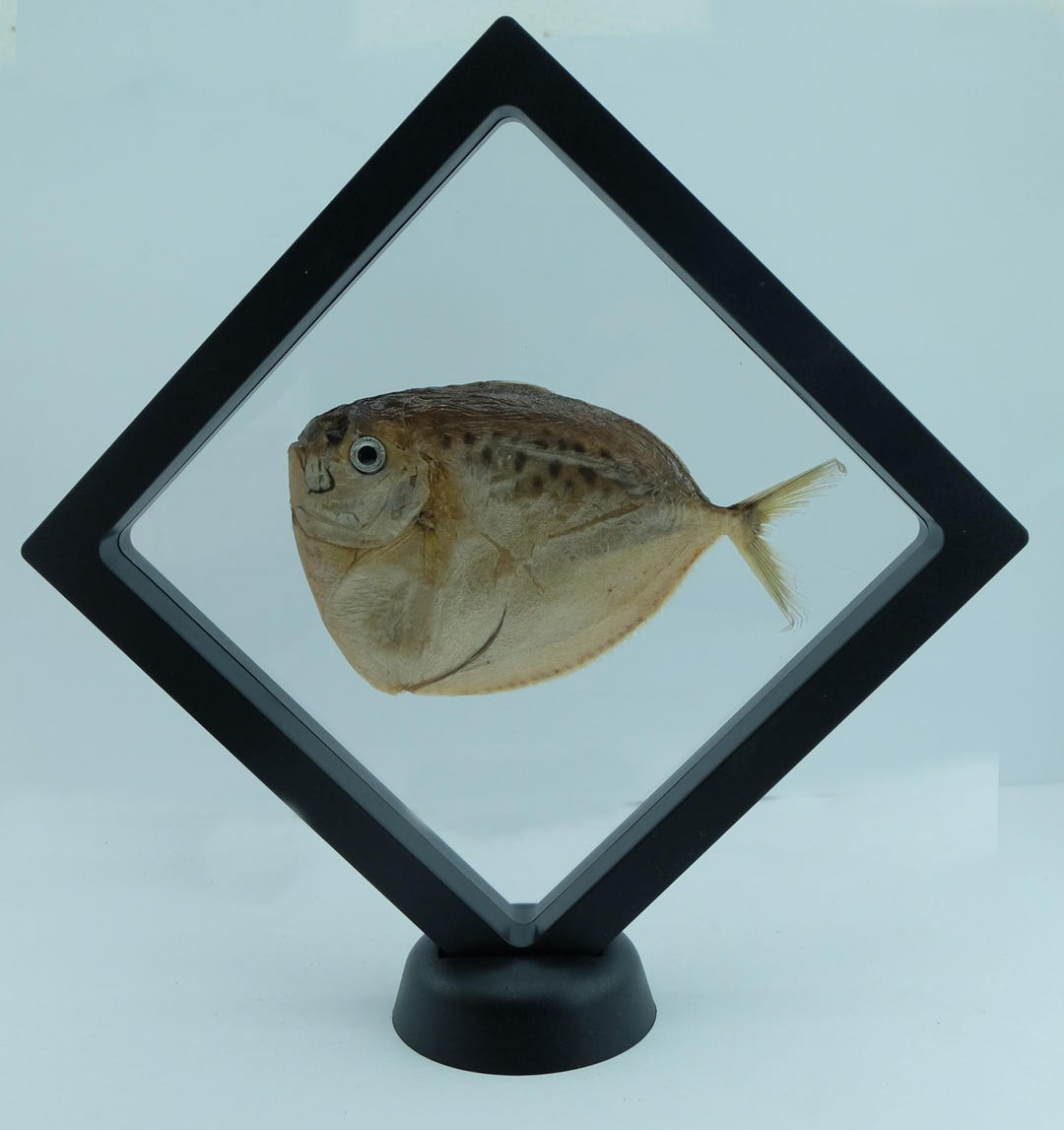 Preserved Crab Specimen Moonfish Mene Maculata Marine Taxidermy ...