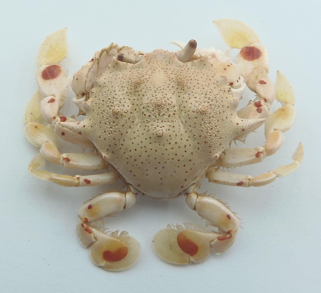 Preserved Crab Specimen Spotted Moon Crab Ashtoret Lunaris Marine ...
