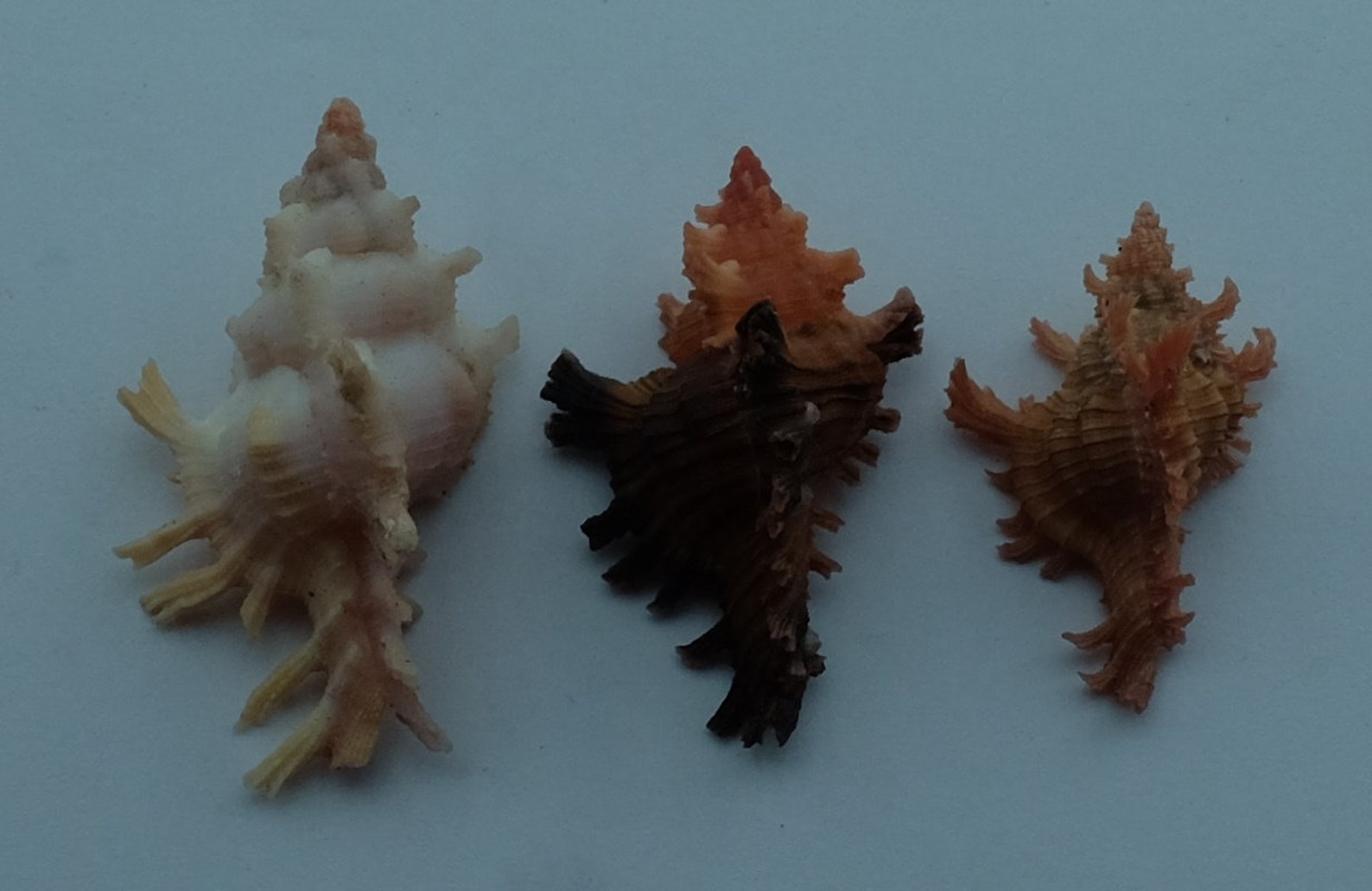 Philippine Murex Shells Assorted Murex Shells Oddities Taxidermy - Etsy