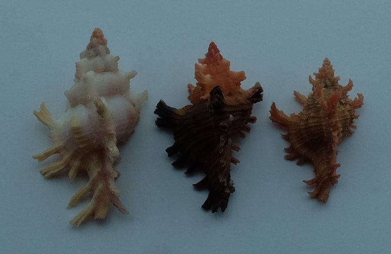 Philippine Murex Shells Assorted Murex Shells Oddities Taxidermy - Etsy