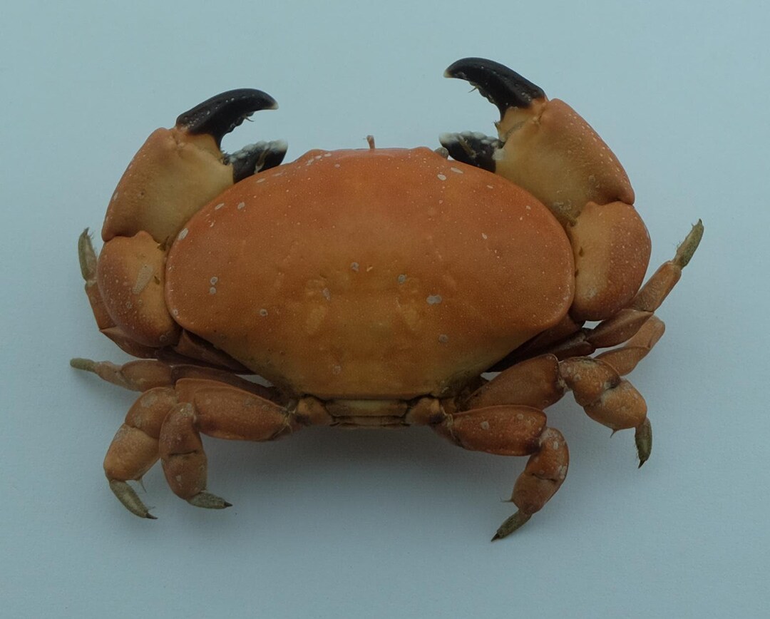 Preserved Crab Specimen Xanthid Crab Atergatis Latissimus Marine ...