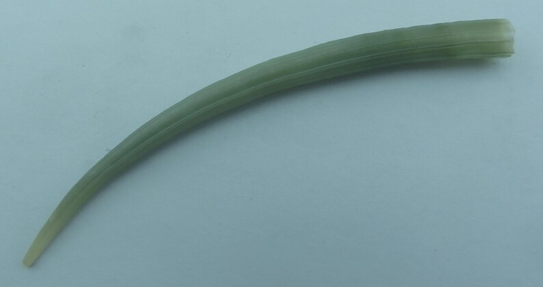 Seashells Tooth Shell Dentalium Aprinum - Etsy