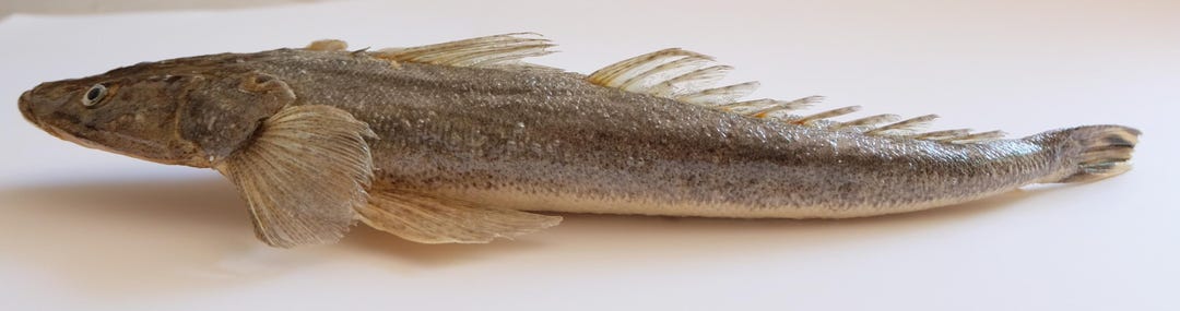 Bartail Flathead Platycephalus Indicus Fish Taxidermy Oddities - Etsy