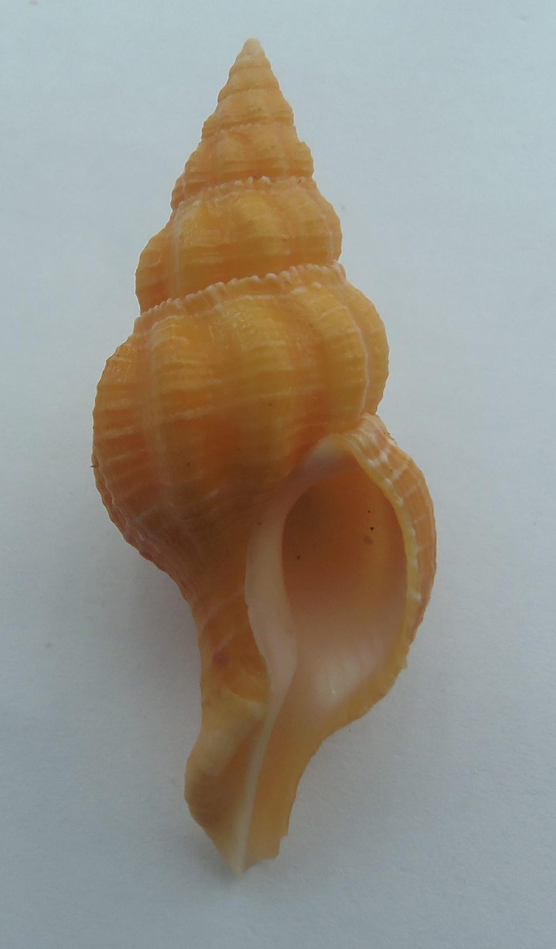 Seashells Spindle Snails Fusolatirus Paetelianus - Etsy