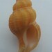 Seashells Spindle Snails Fusolatirus Paetelianus - Etsy
