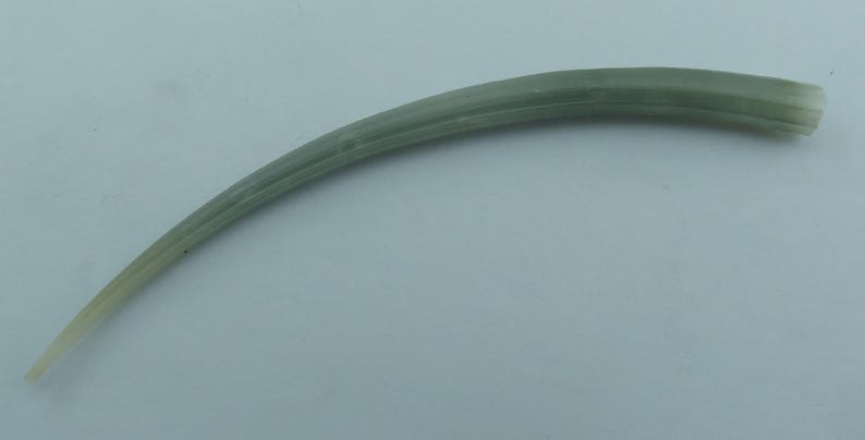 Seashells Tooth Shell Dentalium Aprinum - Etsy