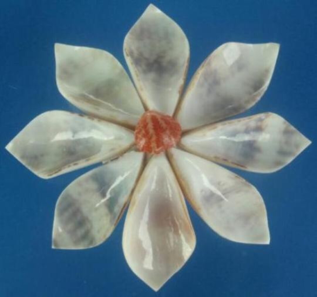 Craftshells Sailors Valentine Cut/slice Shells Strombus Bulla - Etsy