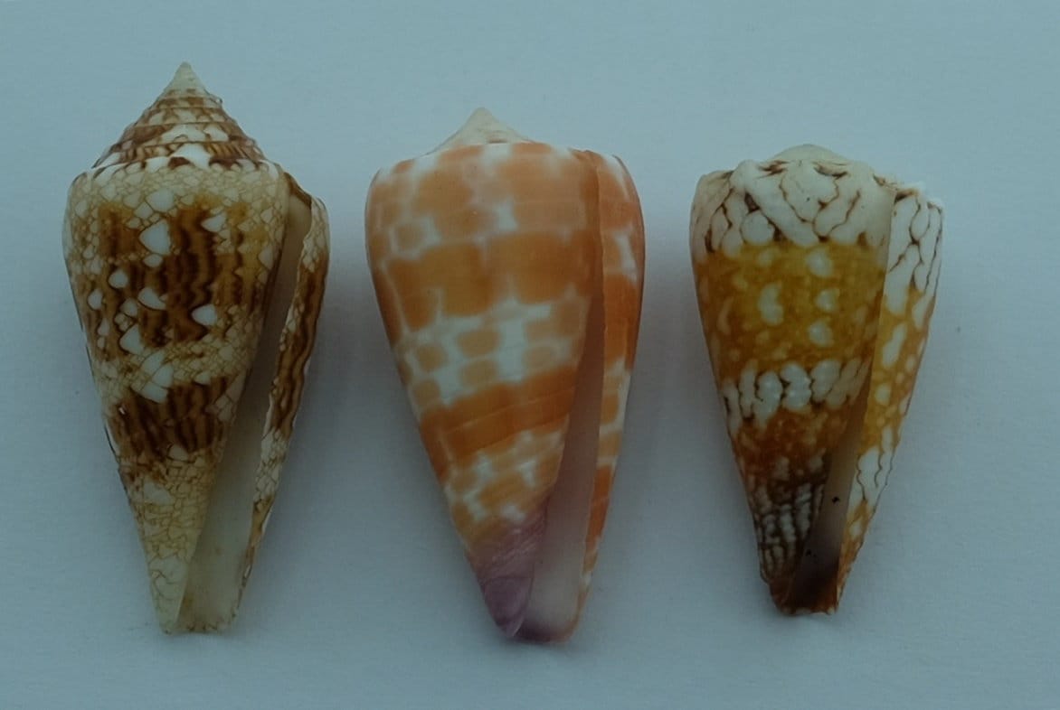 Philippine Cone Shells Assorted Cone Crabs Oddities Taxidermy - Etsy