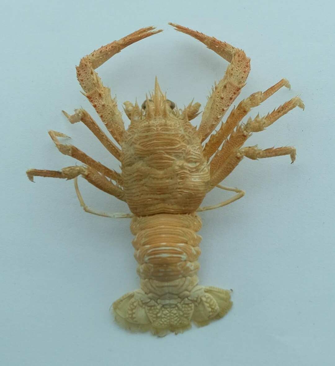 Squat Lobster Munida Quadrispina Crab Taxidermy Oddities - Etsy