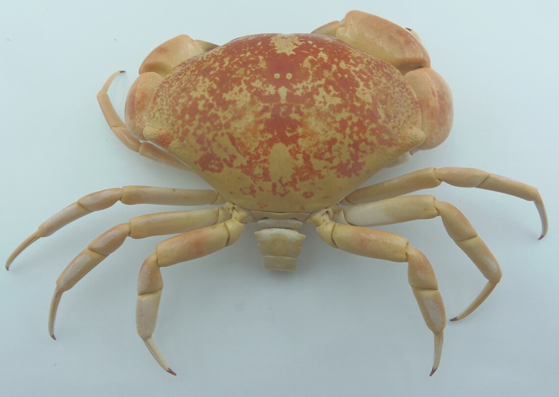 Red Reef Crab Atergatis Subdentatus Crab Taxidermy Oddities - Etsy