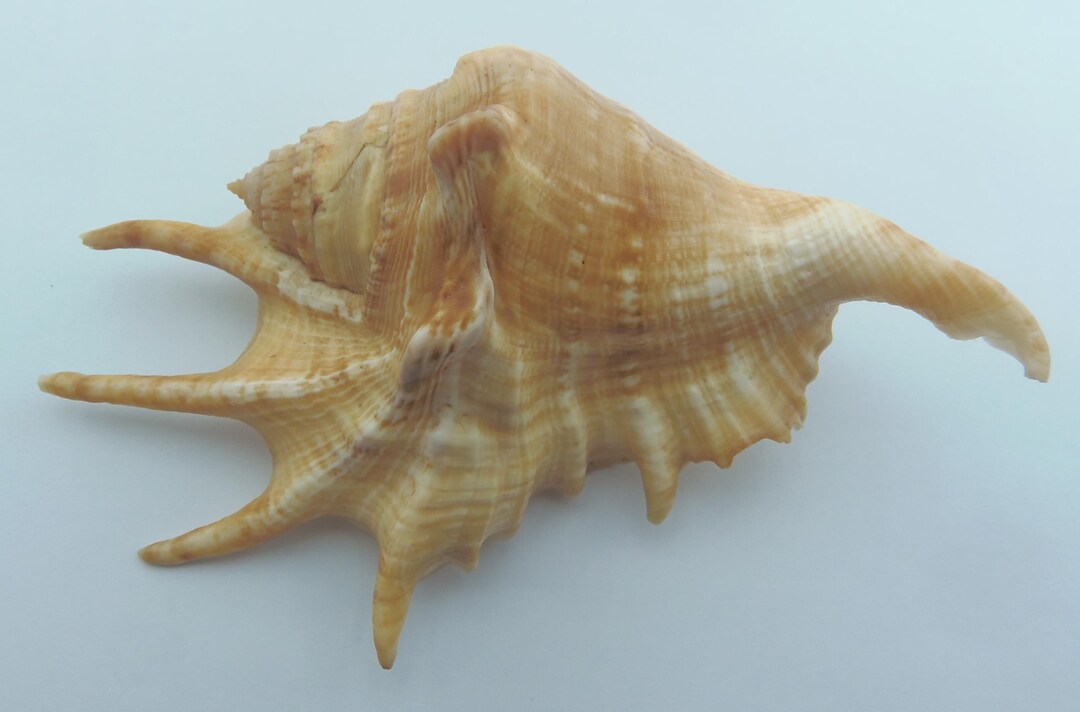 Seashells Smooth Spider Conch Lambis Lambis - Etsy