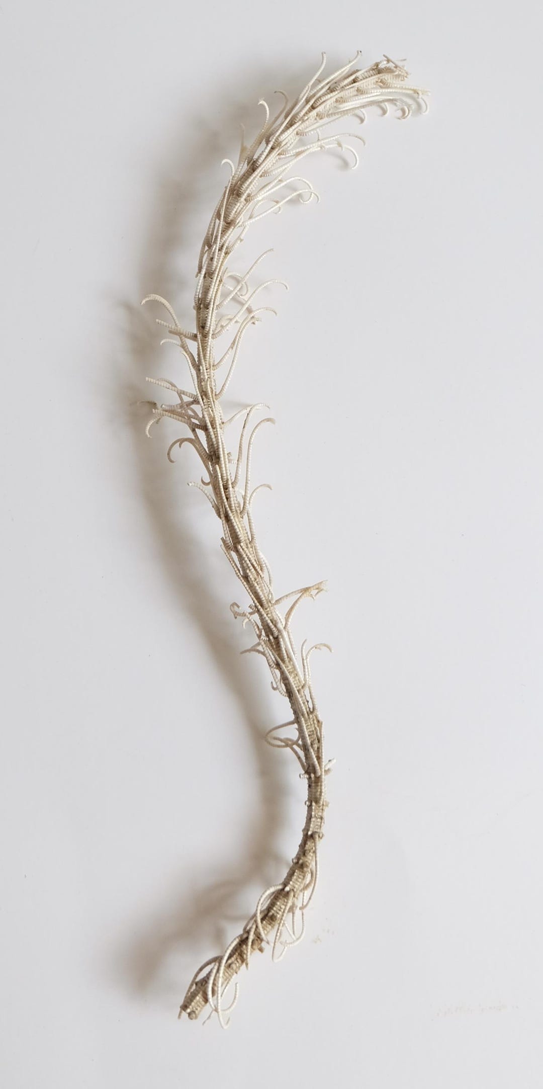 Echinoderms Stalked Crinoid Japanese Sea Lily Metacrinus Rotundus Stalk ...