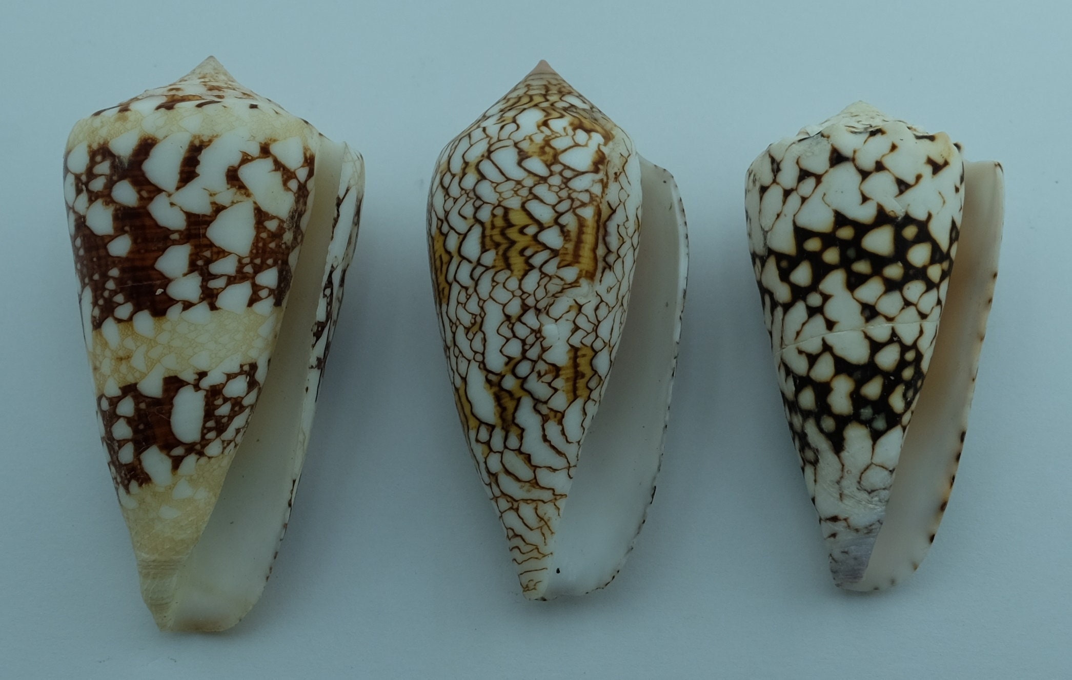 Philippine Cone Shells Assorted Cone Crabs Oddities Taxidermy - Etsy