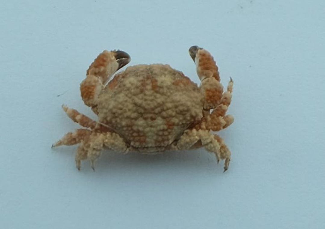 Preserved Crab Specimen Xanthid Crab Actaea Polyacantha Marine ...