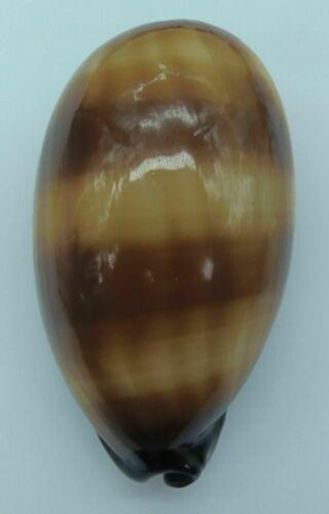 Seashells Chocolate Banded Cowry Talparia Talpa - Etsy