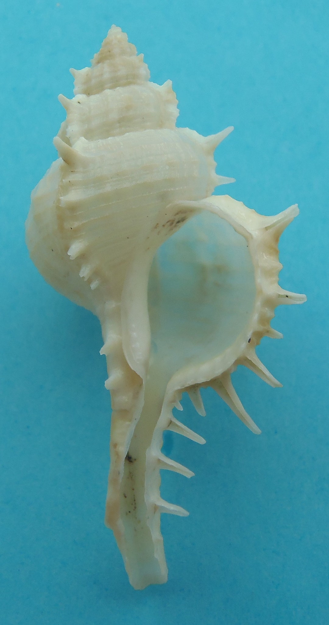 Seashells Murex Shells Haustellum Bobyini - Etsy