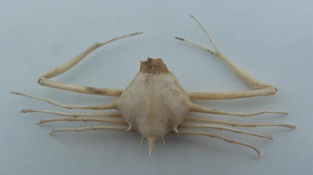 Preserved Crab Specimen Elbow Crab Arcania Heptacantha Marine Taxidermy ...