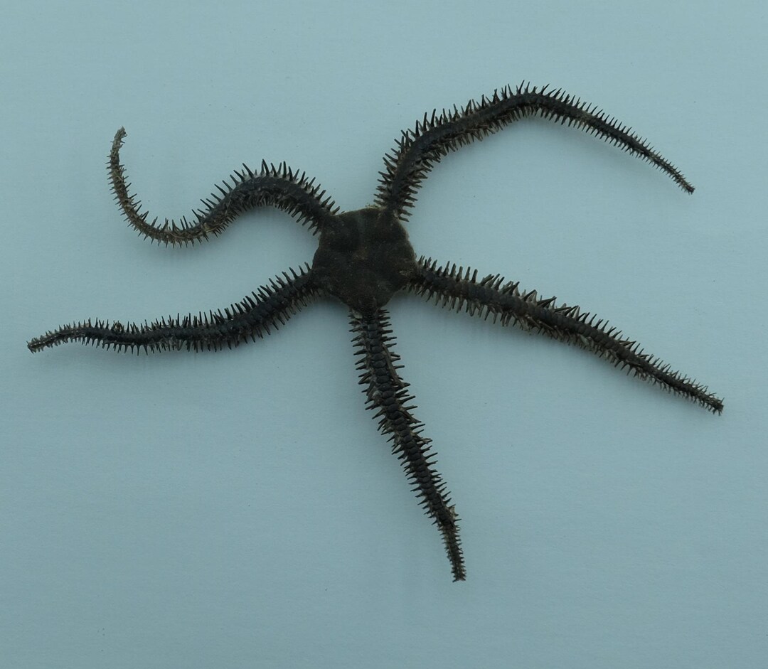 Echinoderms Brittle Star Ophiocoma Dentata Taxidermy Oddities - Etsy