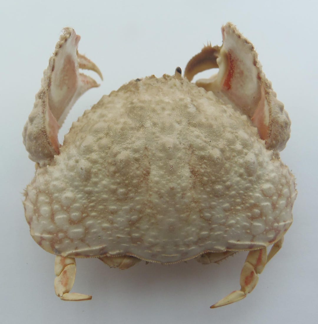 Hepatic Box Crab Calappa Hepatica Crab Taxidermy Oddities - Etsy