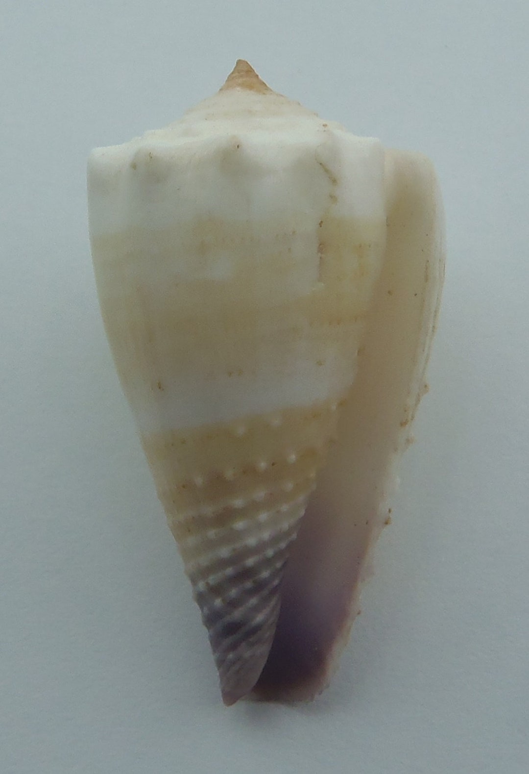 Seashells Cone Snails Conus Floridulus - Etsy