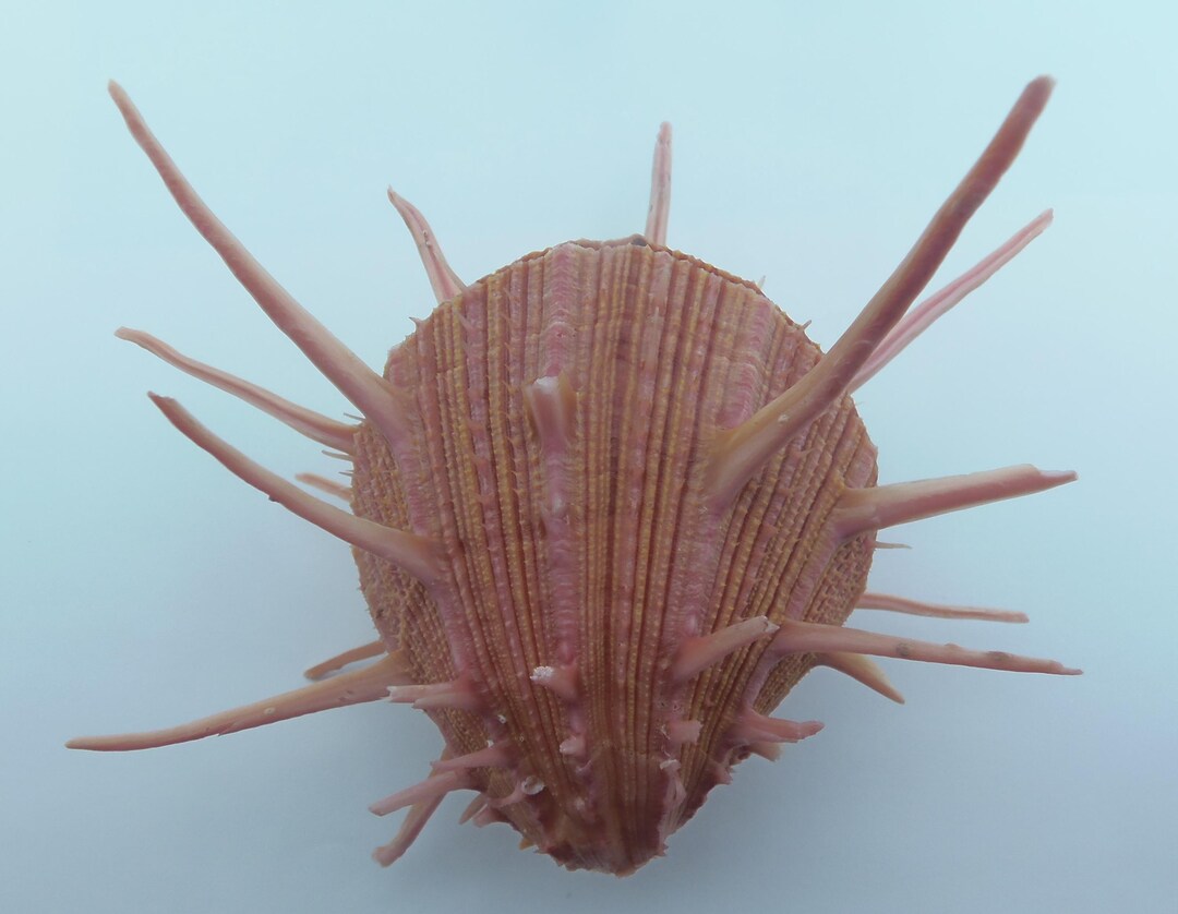 Seashells Spiny Oysters Spondylus Regius - Etsy