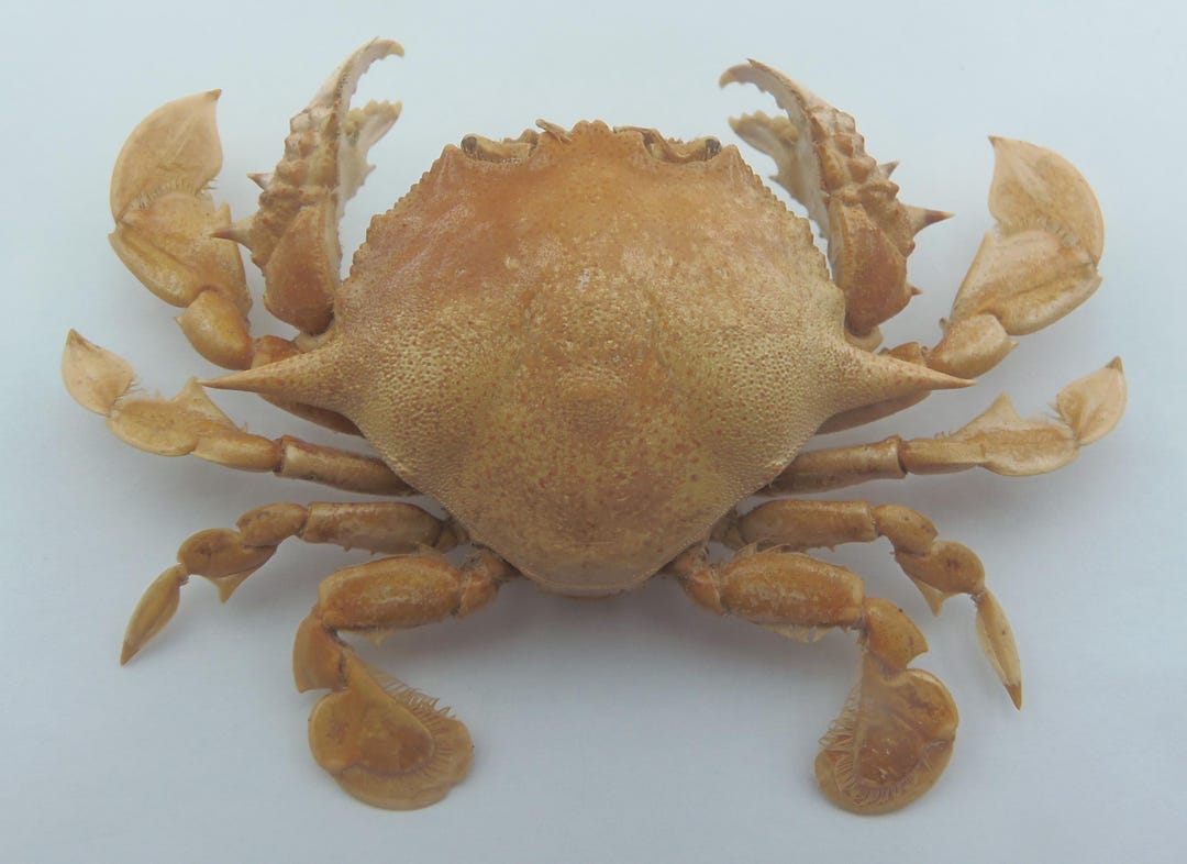 Preserved Crab Specimen Common Moon Crab Matuta Victor Marine Taxidermy ...