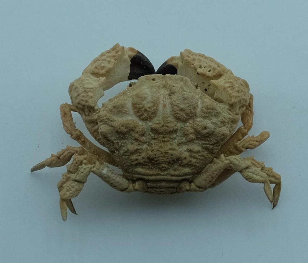 Preserved Crab Specimen Xanthid Crab Medaeops Granulosus Marine ...