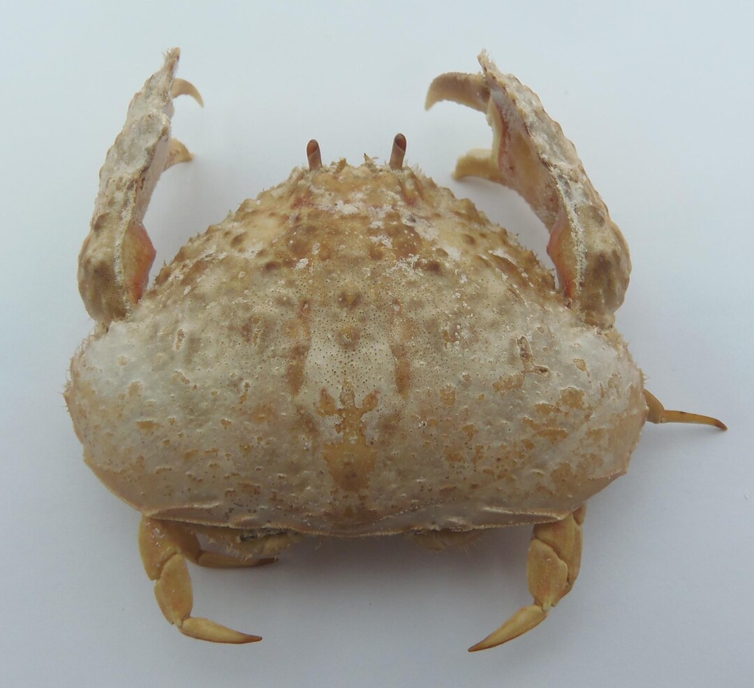 Hepatic Box Crab Calappa Hepatica Crab Taxidermy Oddities - Etsy